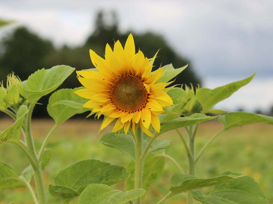 En sida utan meny men m alla block - Lantbrukarnas Riksförbund