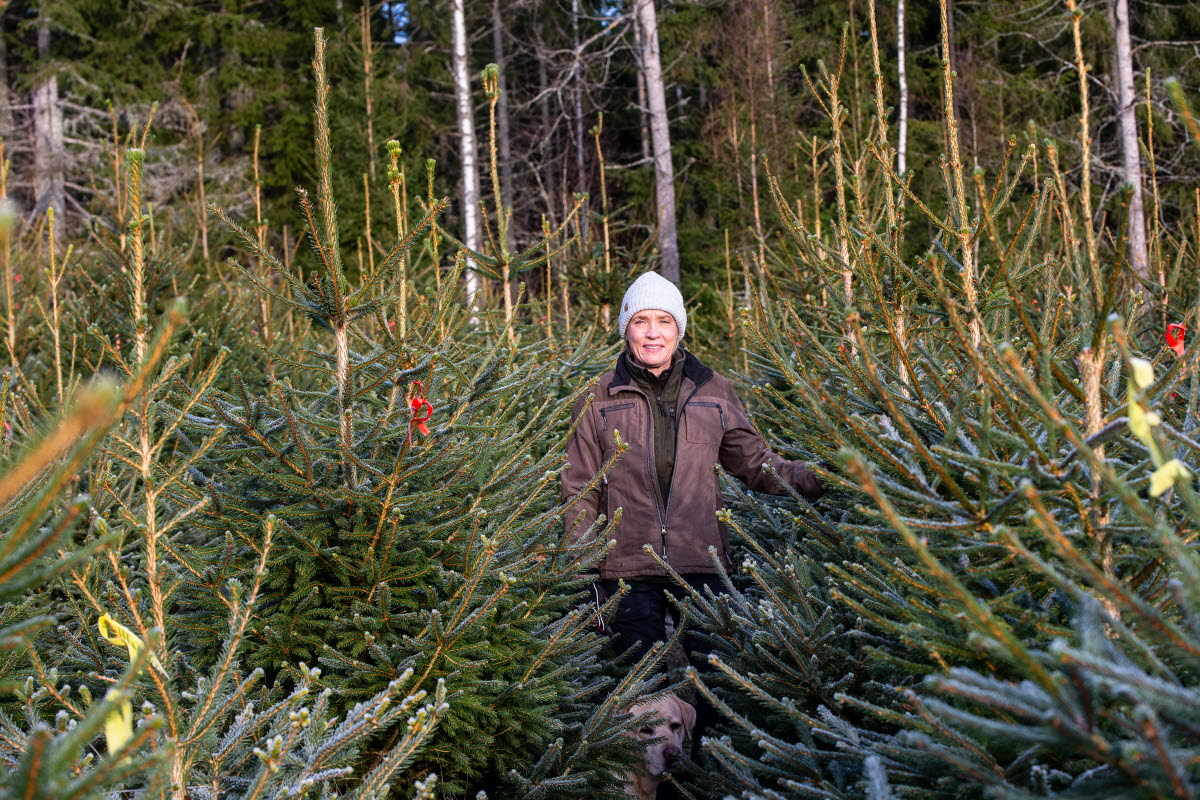 Julgransodling i Karlstad med KRAV-märkta julgranar