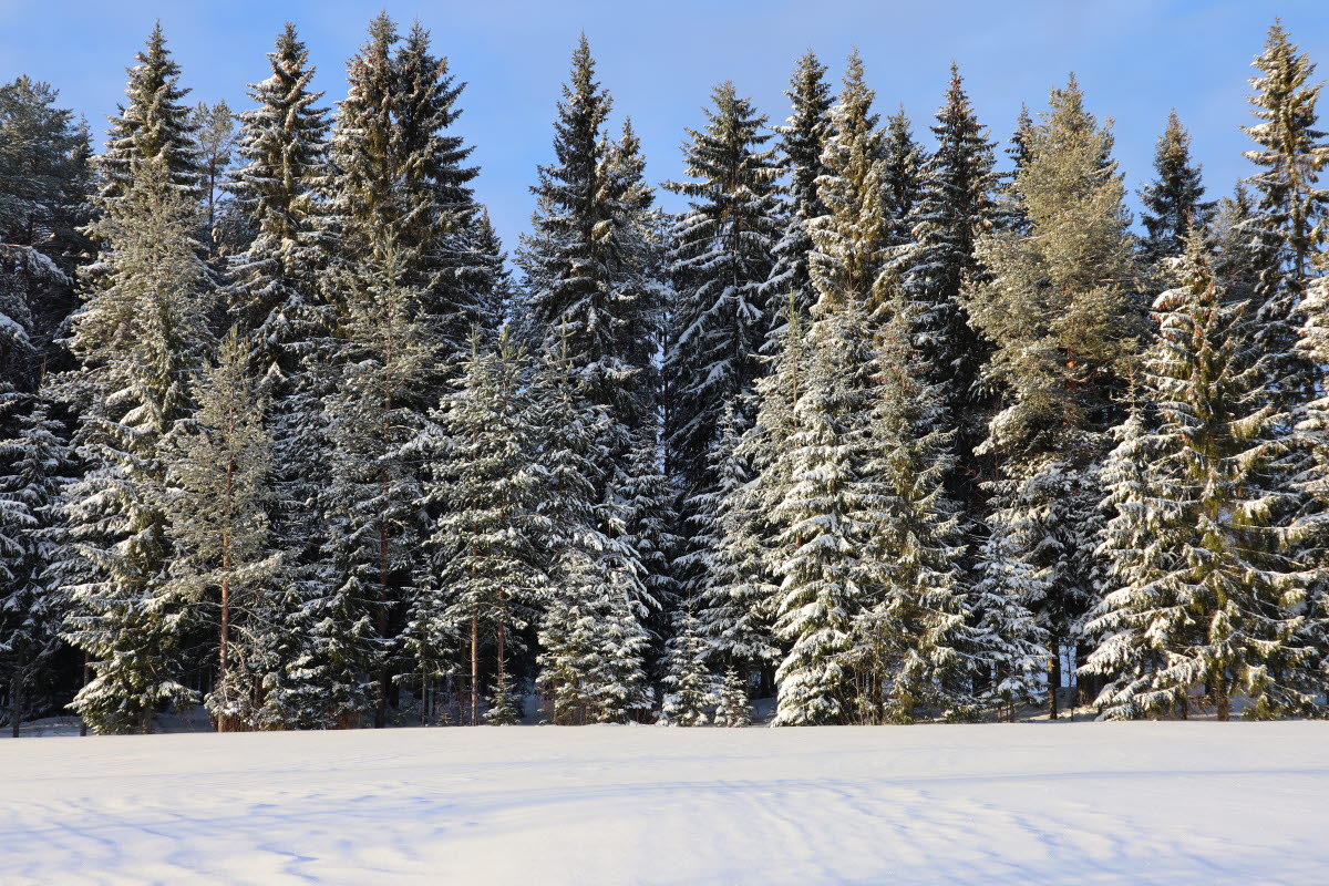 Träden växer inte till himlen - LRF